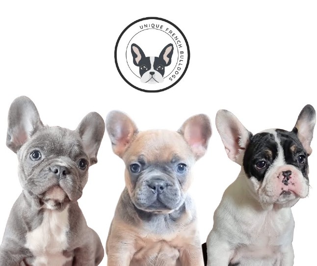 Unique French Bulldogs | humm Classic